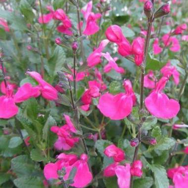 Salvia microphylla 'Delice Aquamarine'