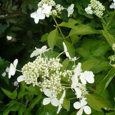 Hydrangea macrophylla 'Hanabi'