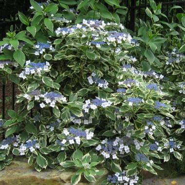 Hydrangea macrophylla 'Hanabi'