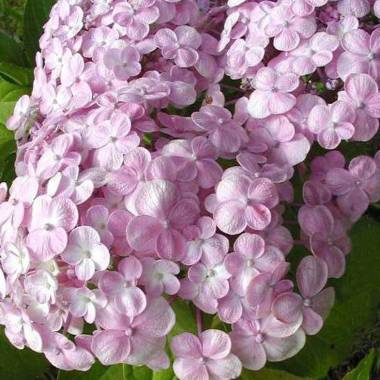 Hydrangea macrophylla 'Hanabi'