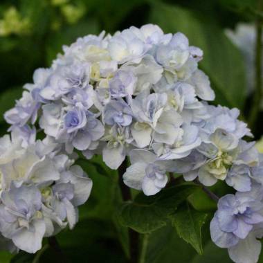 Hydrangea macrophylla 'Hanabi'