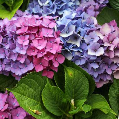 Hydrangea macrophylla 'Hanabi'