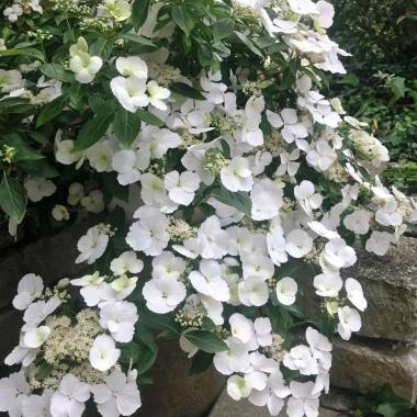 Hydrangea macrophylla 'Hanabi'