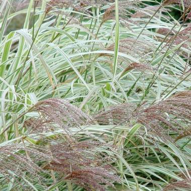 Miscanthus 'Pink Cloud'