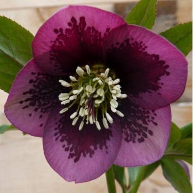 Helleborus 'Double Red'