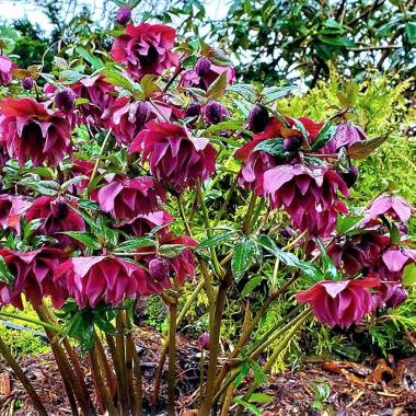 Helleborus orientalis 'Anna's Red'
