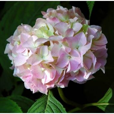 Hydrangea macrophylla 'Hanabi'