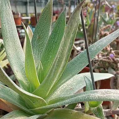 Cyanotis somaliensis tradescantia piante da interno facili da tenere