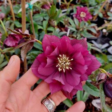 Helleborus 'Double Red'